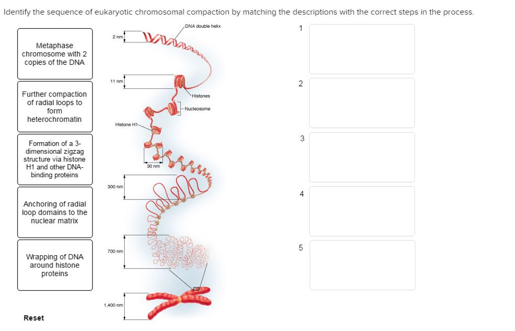 Solved Identify the sequence of eukaryotic chromosomal | Chegg.com