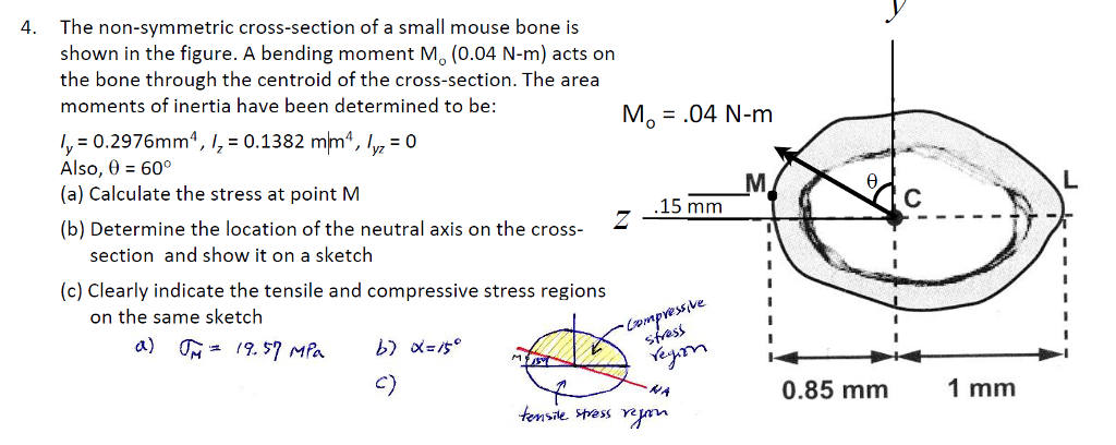 Solved The non-symmetric cross-section of a small mouse bone | Chegg.com