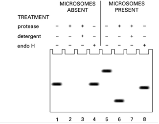 Solved Translocation of proteins across rough microsomal | Chegg.com