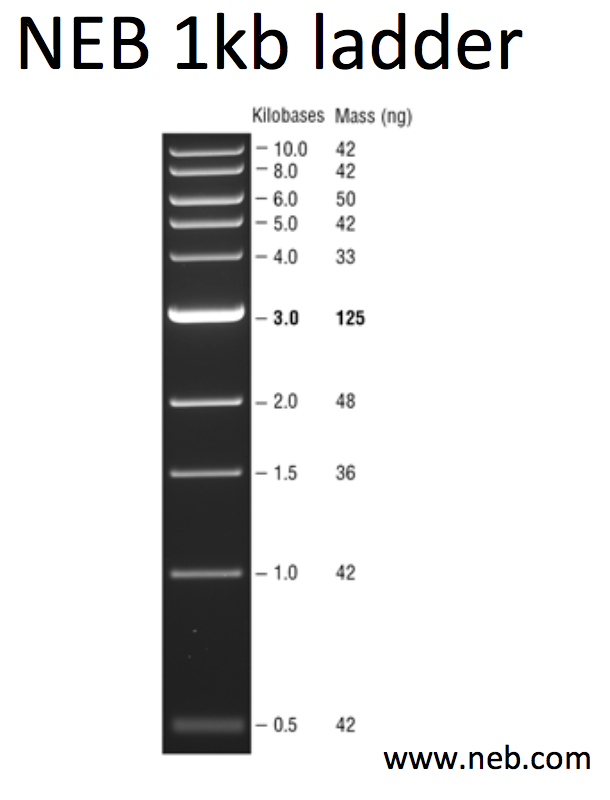 Solved Label bands in each lane including the ladder with | Chegg.com