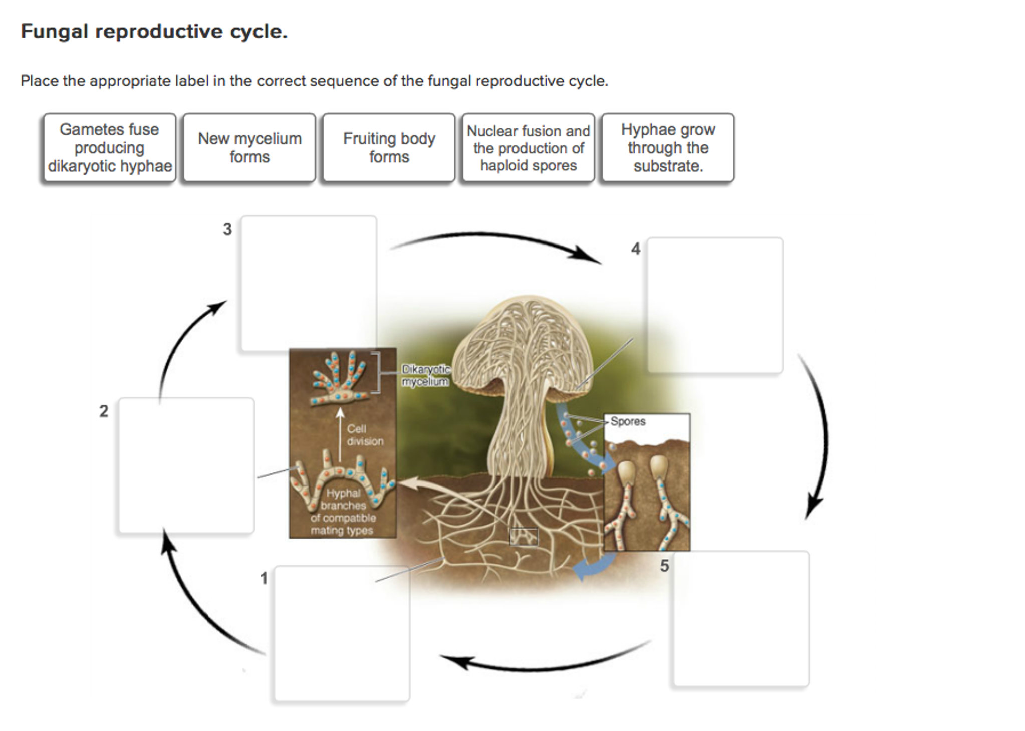 Fungal Reproductive Cycle The Given Below Figure Shows A Generalized