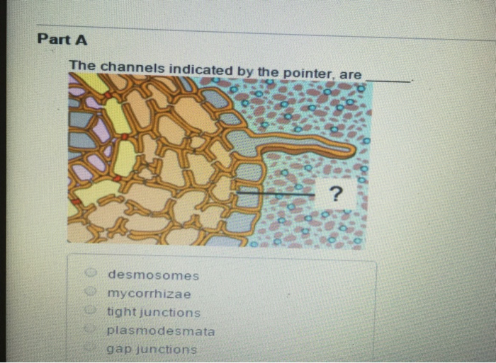 Solved The channels indicated by the pointer, are _____. | Chegg.com