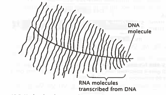 Solved An electron photomicrograph of a DNA molecule | Chegg.com