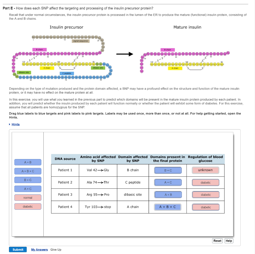 Solved Part E How does each SNP affect the targeting and | Chegg.com