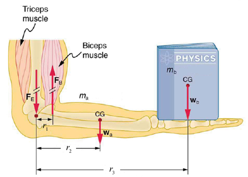 Solved We analyzed the biceps muscle example with the angle | Chegg.com