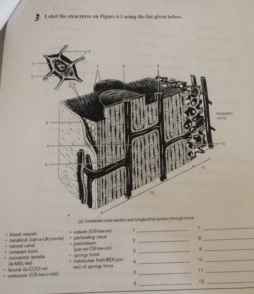 Solved 3 Label the structures on Figure 6.3 using the list | Chegg.com