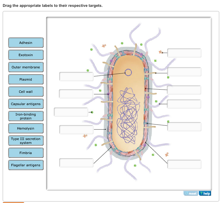 Solved Label the drawing of an enteric bacterium with the | Chegg.com