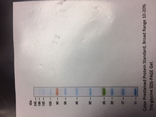 Solved Color Prestained Protein Standard, Broad Range | Chegg.com