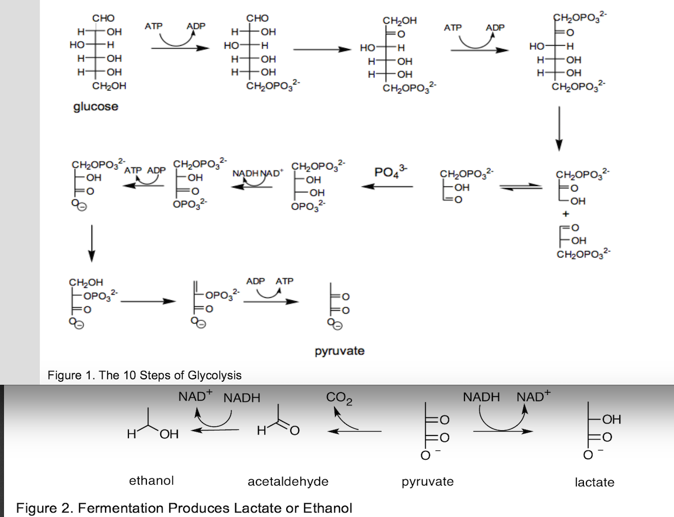 Solved 3.See the 10 steps of glycolysis in Figure 1 in | Chegg.com