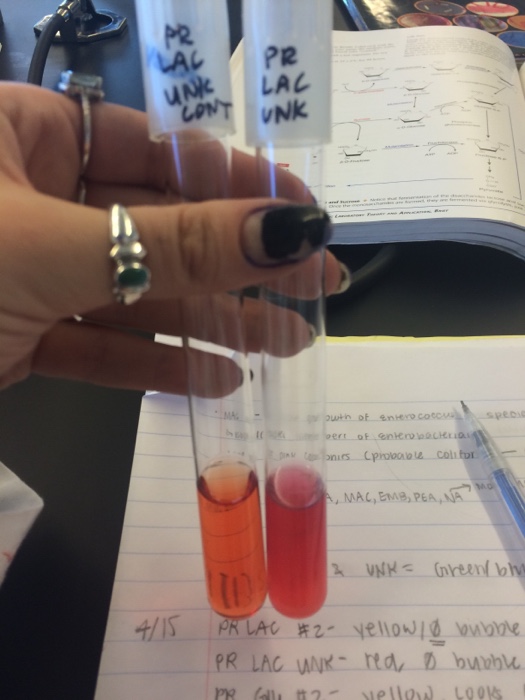 Solved What does this PR lactose result mean? | Chegg.com