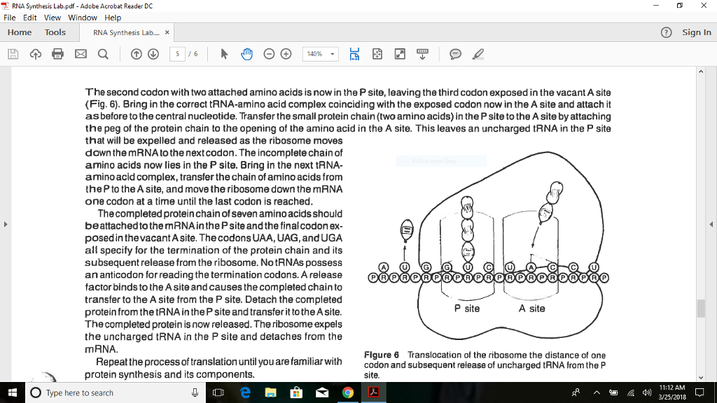 Solved RNA Synthesis Lab.pdf - Adobe Acrobat Reader DC File | Chegg.com