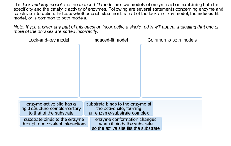 Solved The lock-and-key model and the induced-fit model are | Chegg.com