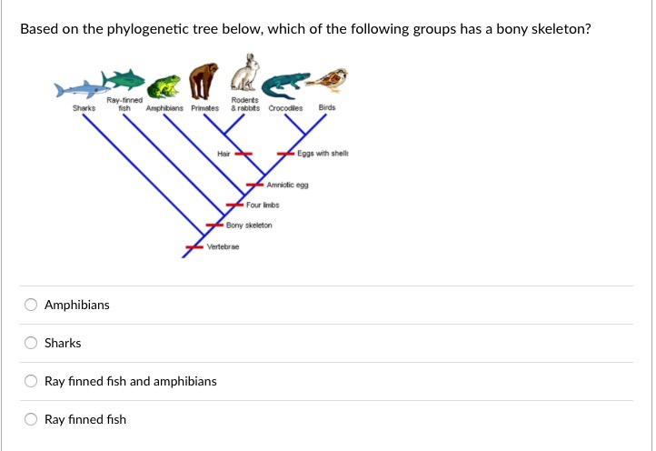 Solved Based on the phylogenetic tree below, which of the | Chegg.com