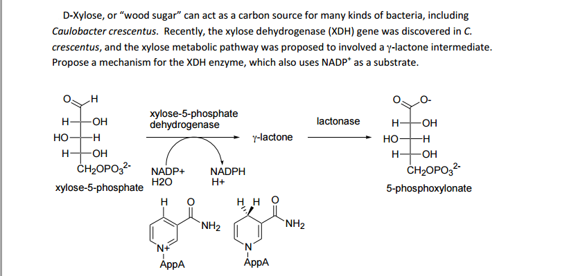 Solved D-xylose, or "wood sugar" can act as a carbon source | Chegg.com
