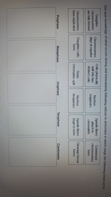 Solved Has an extra Missing one chromosome within a pair | Chegg.com
