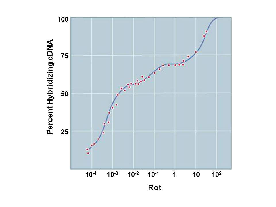 Solved Rot analysis (analysis of hybridization kinetics of | Chegg.com