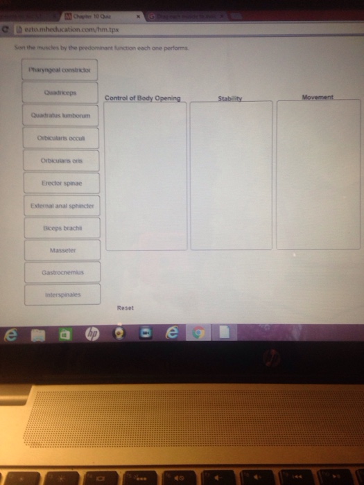 sort the muscles by the predominant function each one | Chegg.com
