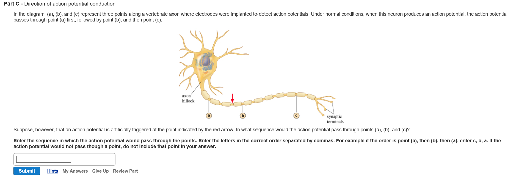 Solved Direction of action potential conduction In the | Chegg.com