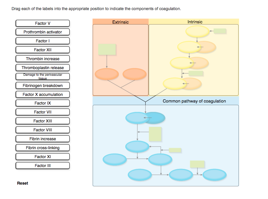 Solved Drag each of the labels into the appropriate position | Chegg.com