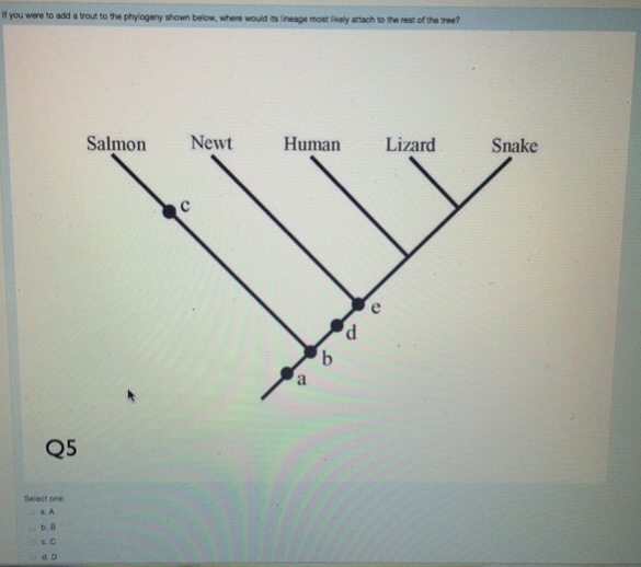 Solved If you were to add a trout to the phylogeny showmen | Chegg.com