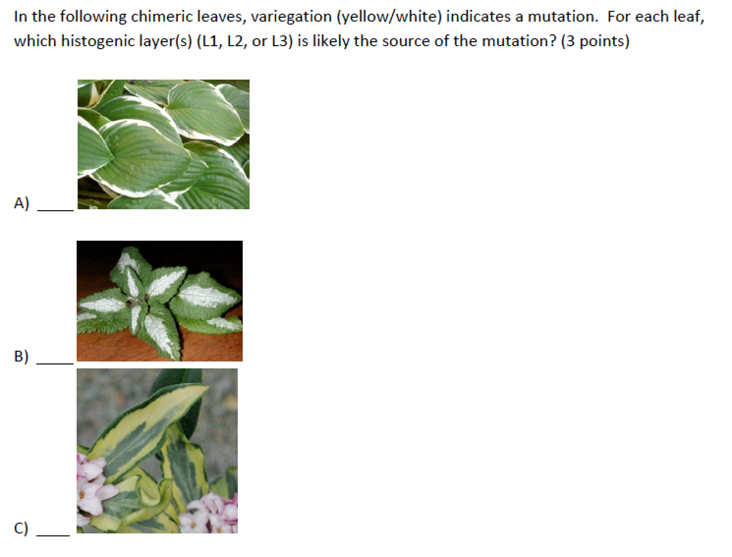 Solved In the following chimeric leaves, variegation | Chegg.com