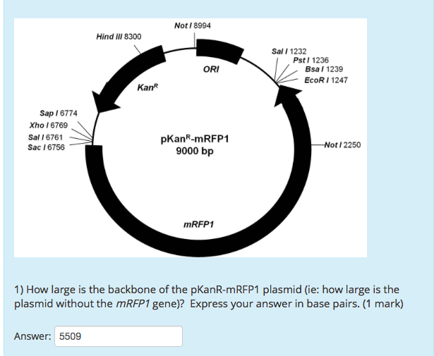 Solved A biology 207 student sub cloned the mRFP1 gene from | Chegg.com