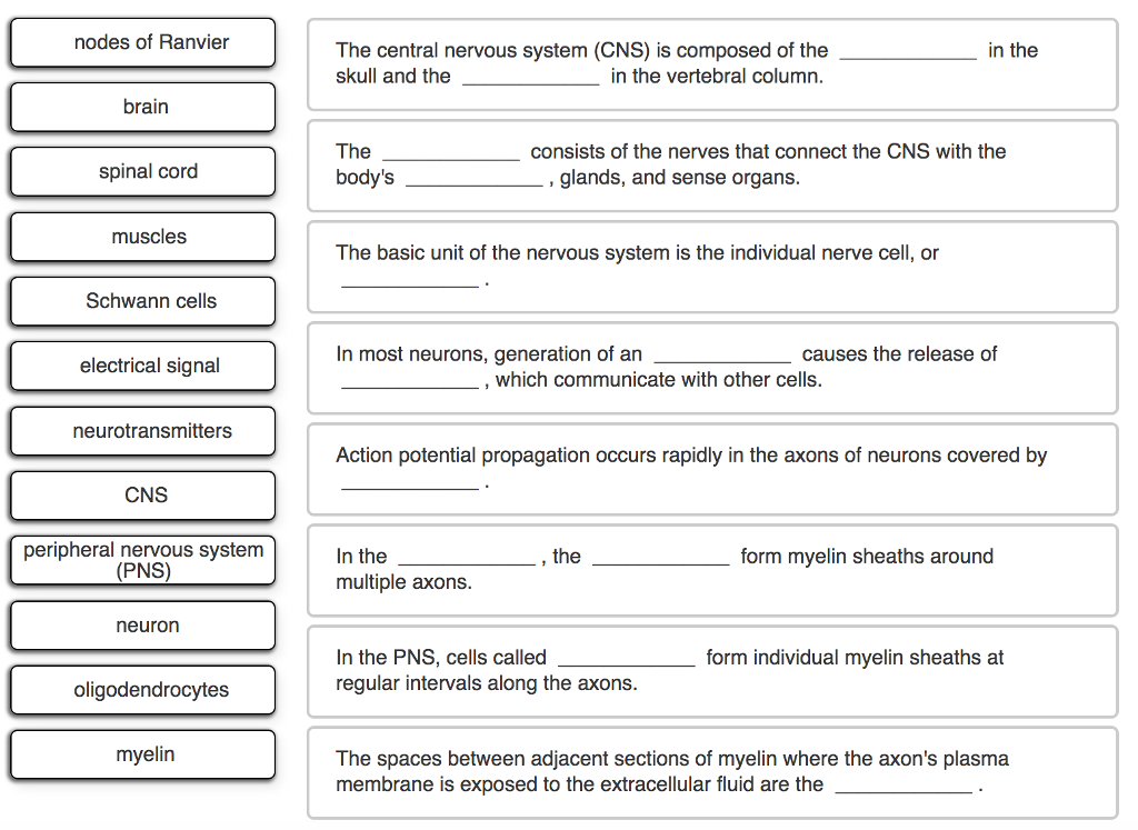 Solved nodes of Ranvier in the The central nervous system | Chegg.com