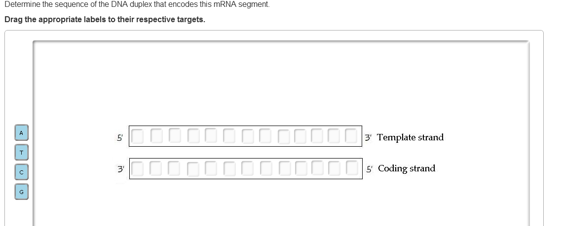 Solved Determine the sequence of the DNA duplex that encodes | Chegg.com