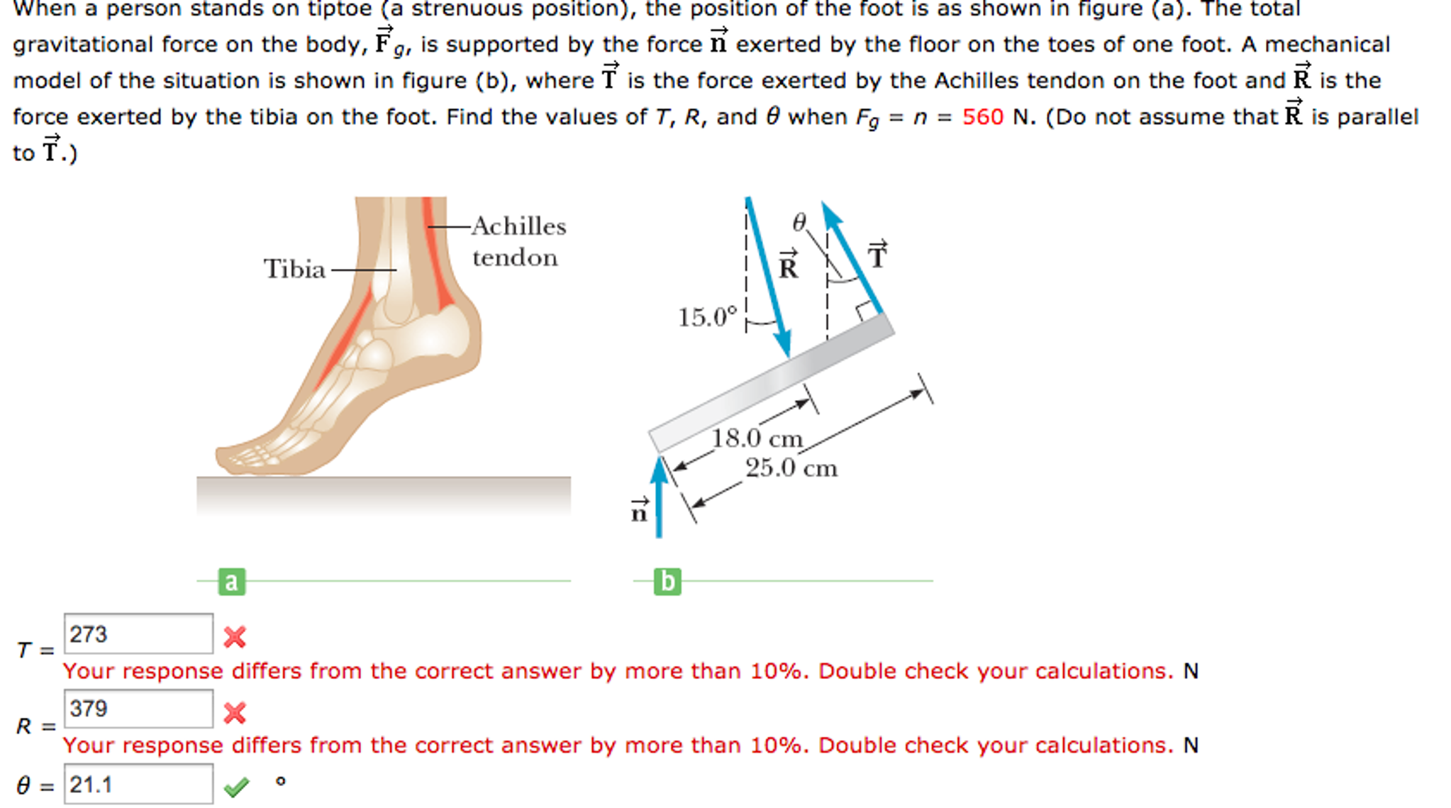 Solved When a person stands on tiptoe (a strenuous | Chegg.com