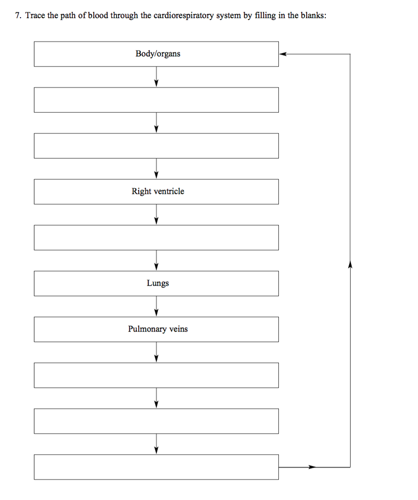 Solved 7. Trace the path of blood through the | Chegg.com