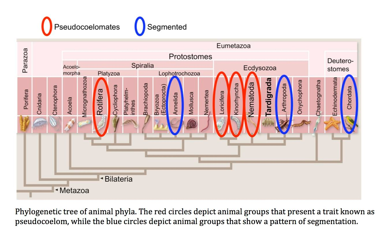 Solved Pseudocoelomates Segmented Eumetazoa Protostomes | Chegg.com