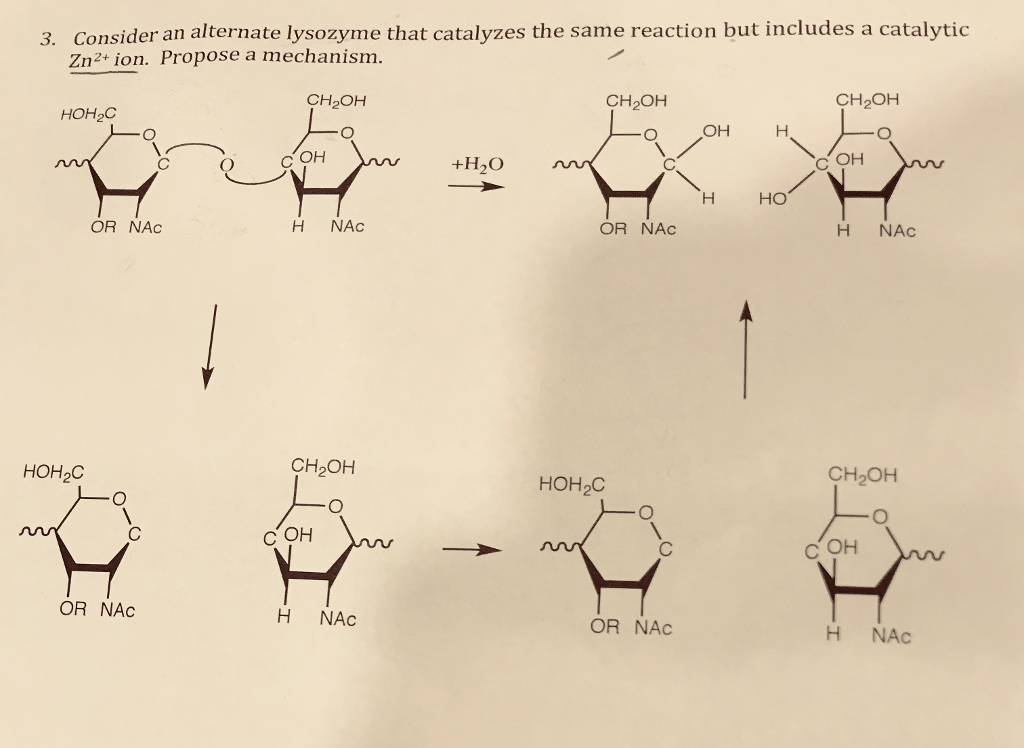 Solved 3. Consider an alternate lysozyme that catalyzes the | Chegg.com