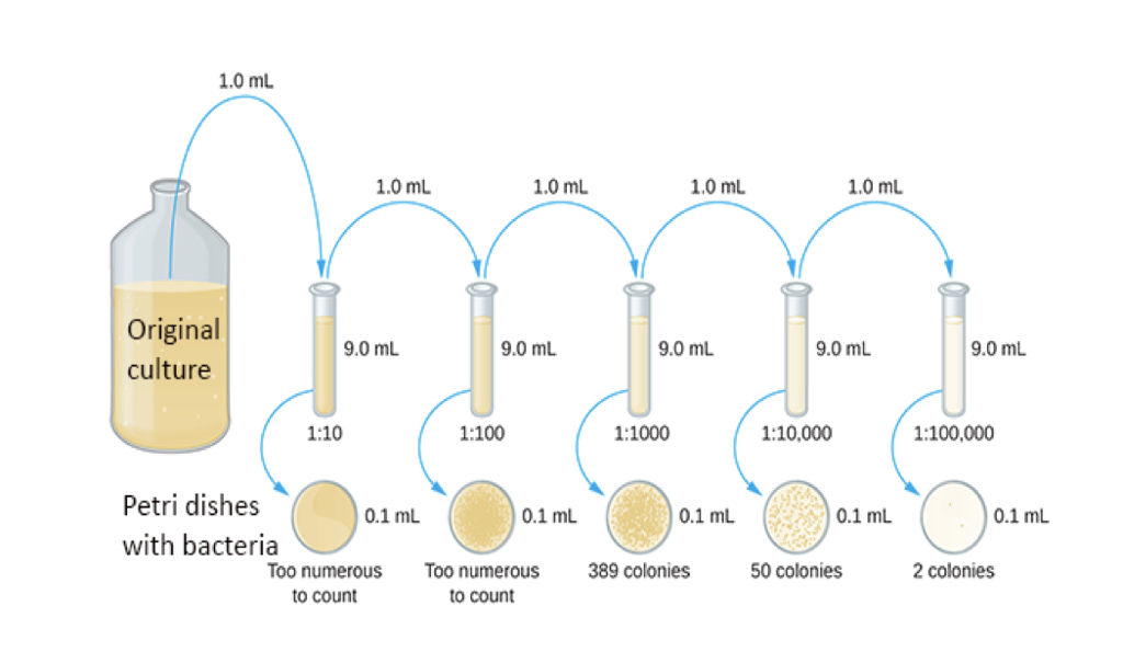 Solved 10 mL 1.0 mL 1.0 mL 1.0 mL 1.0 mL Original culture | Chegg.com