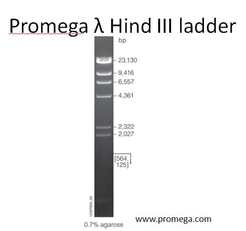 Solved Label DNA ladder band sizes , label band sizes | Chegg.com