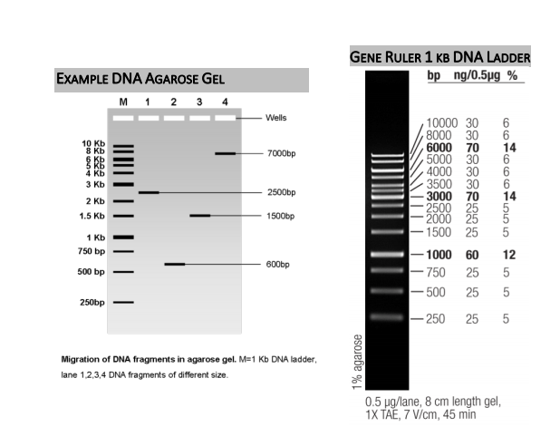 Solved Set up a diagram of gel, so it looks something like | Chegg.com