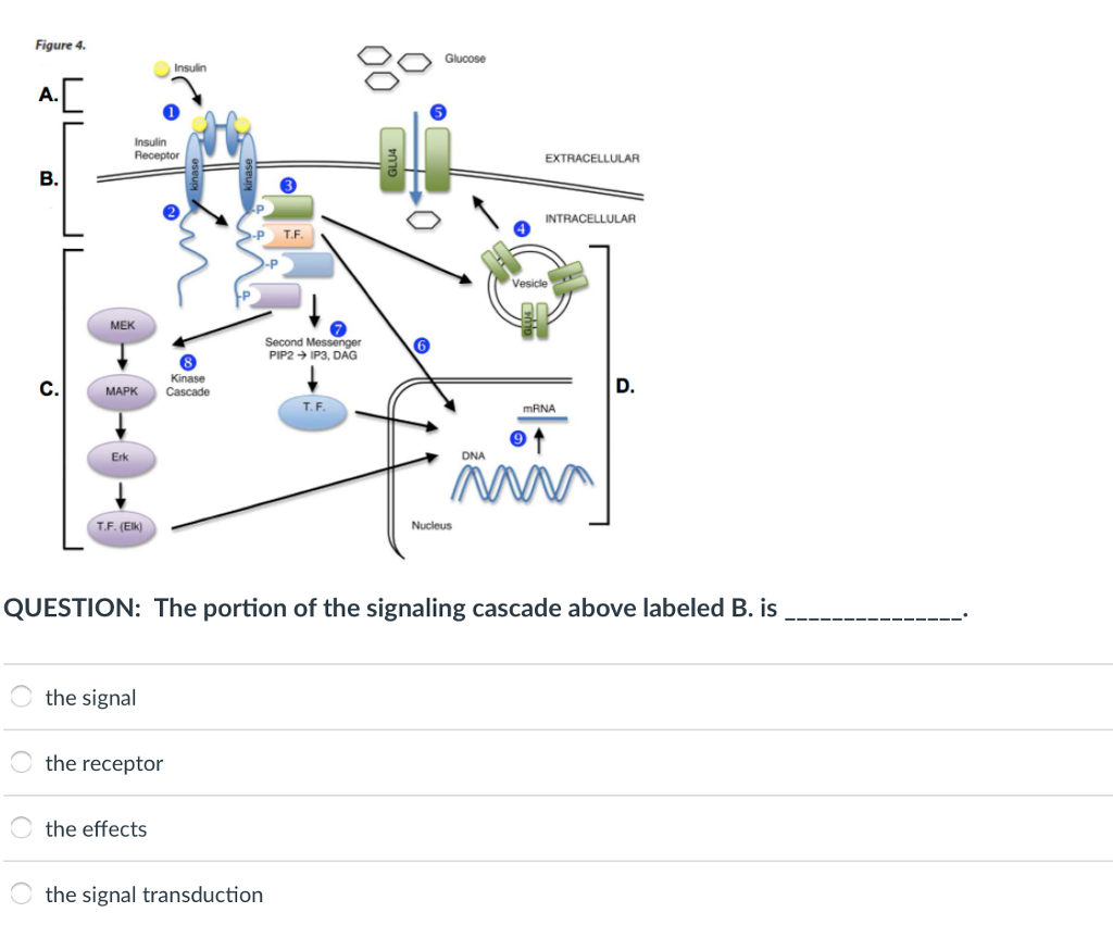 Solved Figure 4 A. B. e INTRACELLULAR P T.F MEK Second | Chegg.com