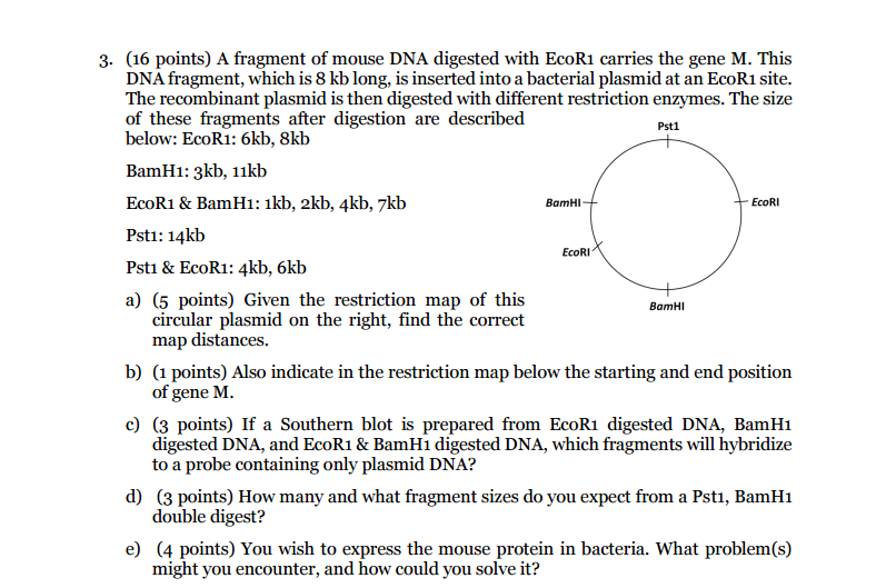 Solved A fragment of mouse DNA digested with EcoR1 carries | Chegg.com