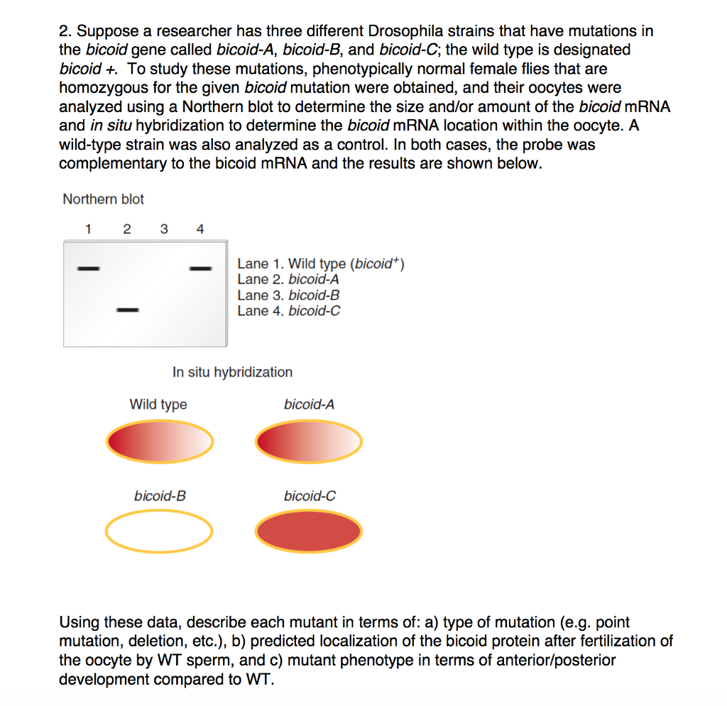 Solved Suppose a researcher has three different Drosophila | Chegg.com