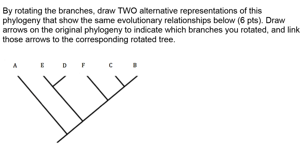 Solved By rotating the branches, draw TWO alternative | Chegg.com