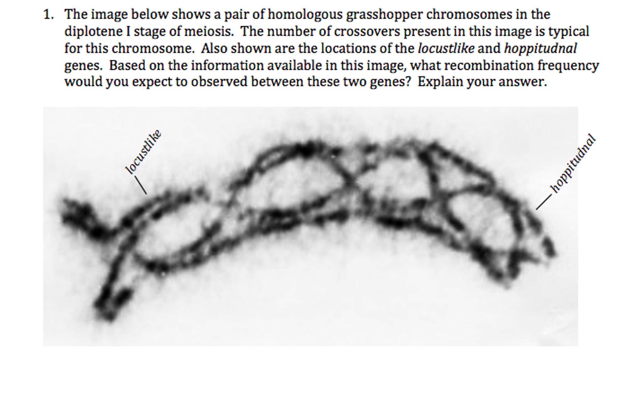 Solved The image below shows a pair of homologous | Chegg.com