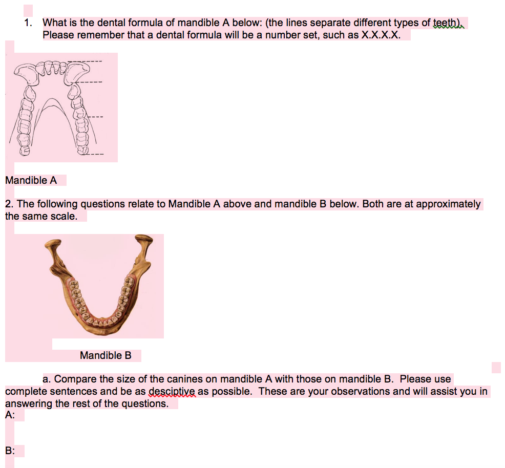 Solved What is the dental formula of mandible A below: (the | Chegg.com