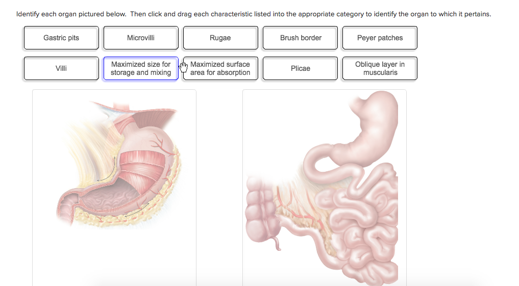 Solved ldentify each organ pictured below. Then click and | Chegg.com Solved ldentify each organ pictured below. Then click and | Chegg.com