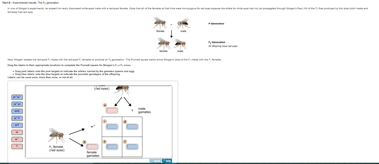 Solved In one of Morgan's experiments, he crossed his newly | Chegg.com