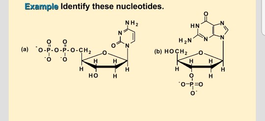 Solved Example Identify these nucleotides. NH2 HN H2N (a) | Chegg.com