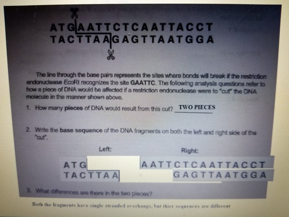 Solved Lesson 1 Restriction Digestion of DNA Samples | Chegg.com