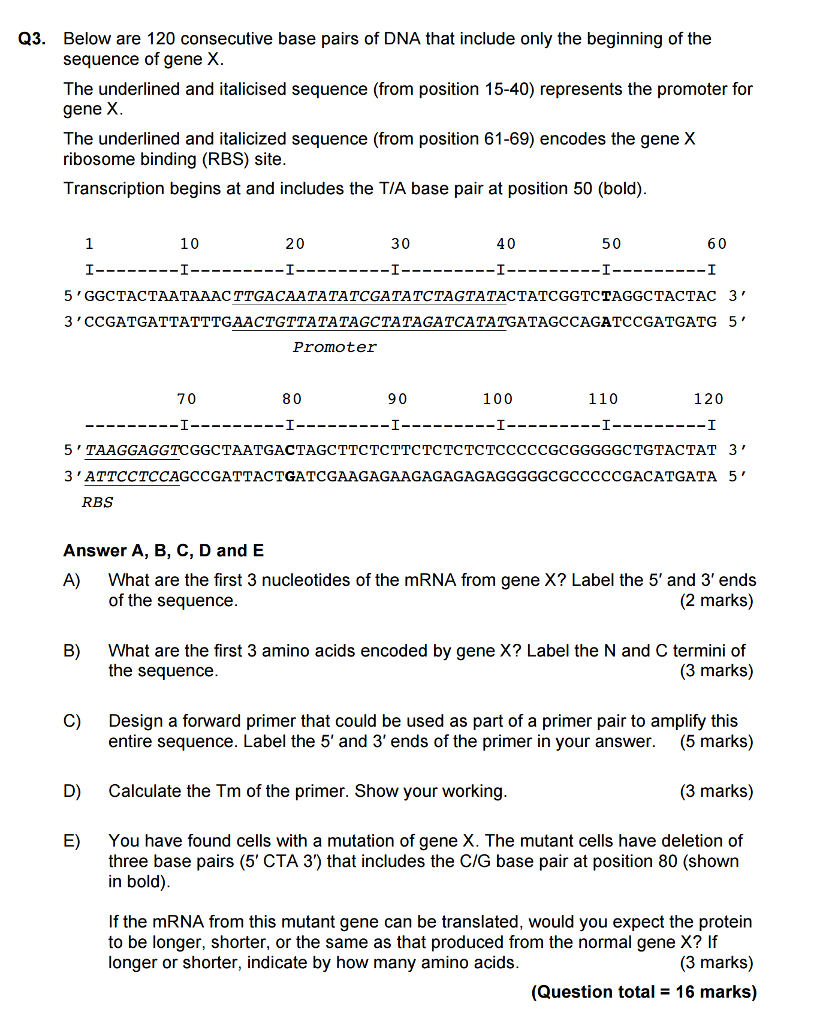Solved Below are 120 consecutive base pairs of DNA that | Chegg.com