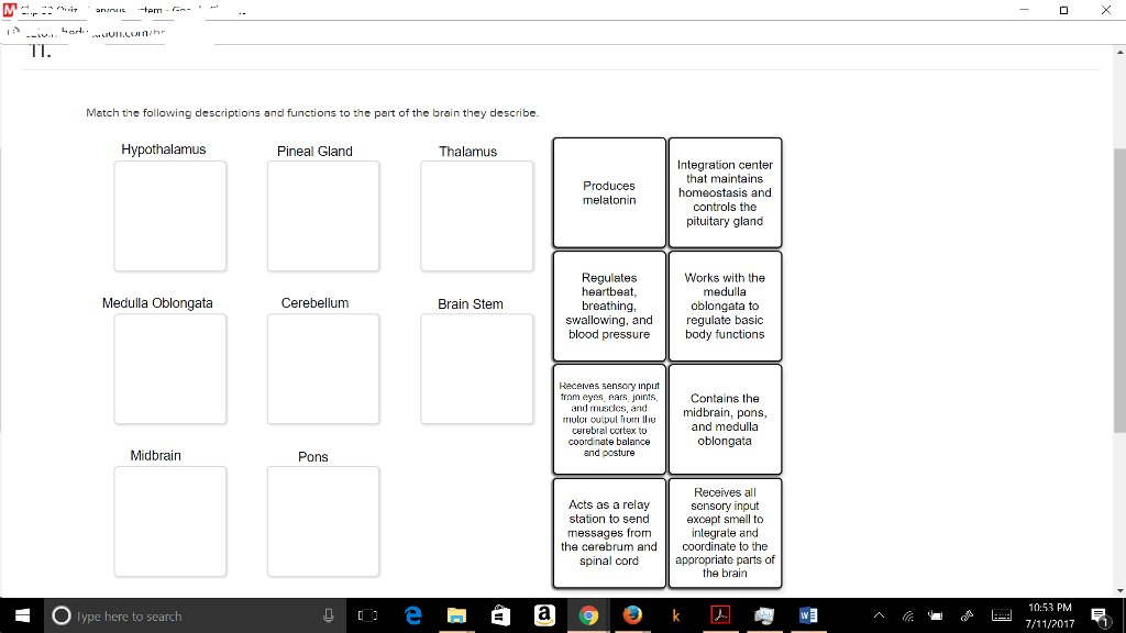 Solved Match the following descriptions and functions to the | Chegg.com