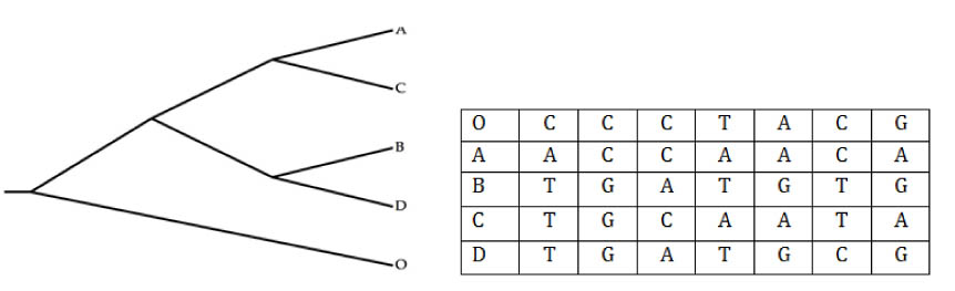 Solved Given this data matrix what is the parsimony score | Chegg.com