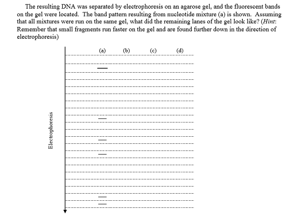 Solved The following DNA fragment was sequenced by the | Chegg.com