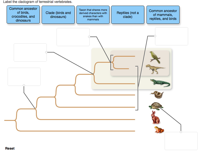Vertebrate Cladogram Answer Key